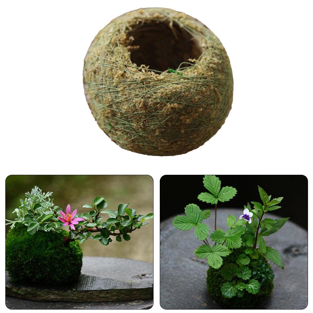 Japanese Moss Ball – NatureGardenShop